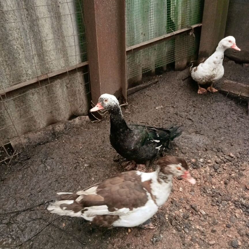 Семья уток шипунов