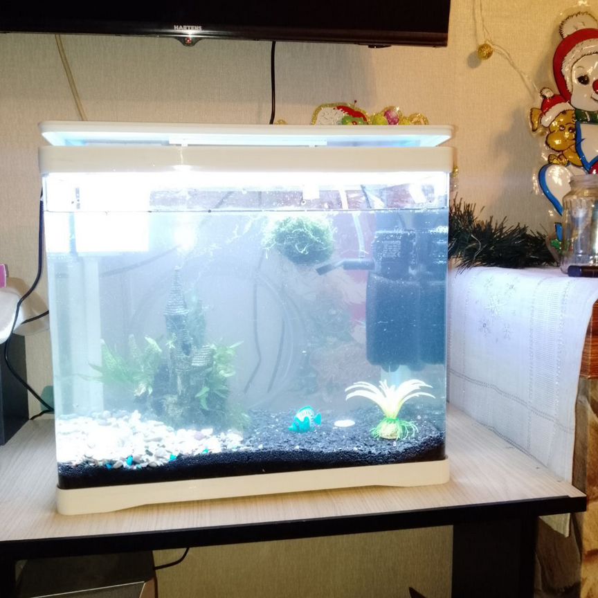 Аквариумные рыбки