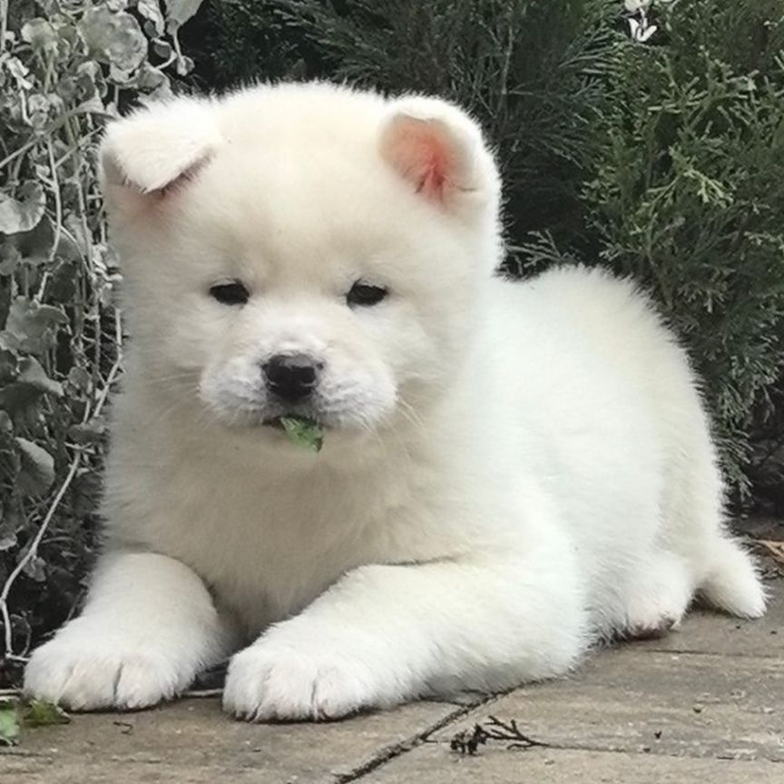 Акита-ину, щенок