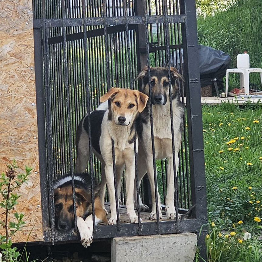 Собачки из приюта ищут дом