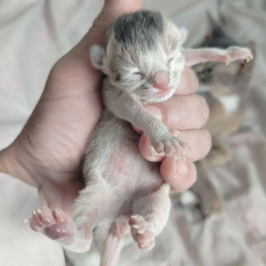 Абиссинский котёнок