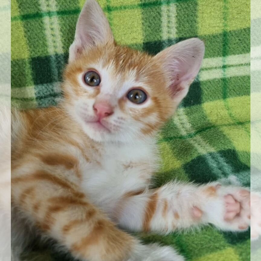 Котёнок в добрые руки