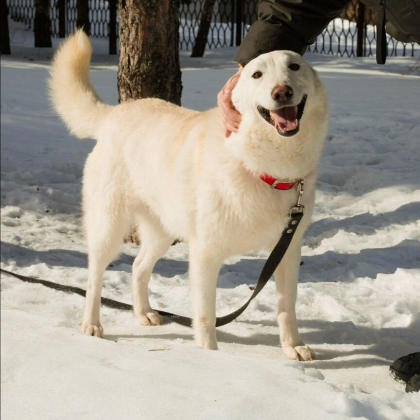 Бэлла ждёт хозяина
