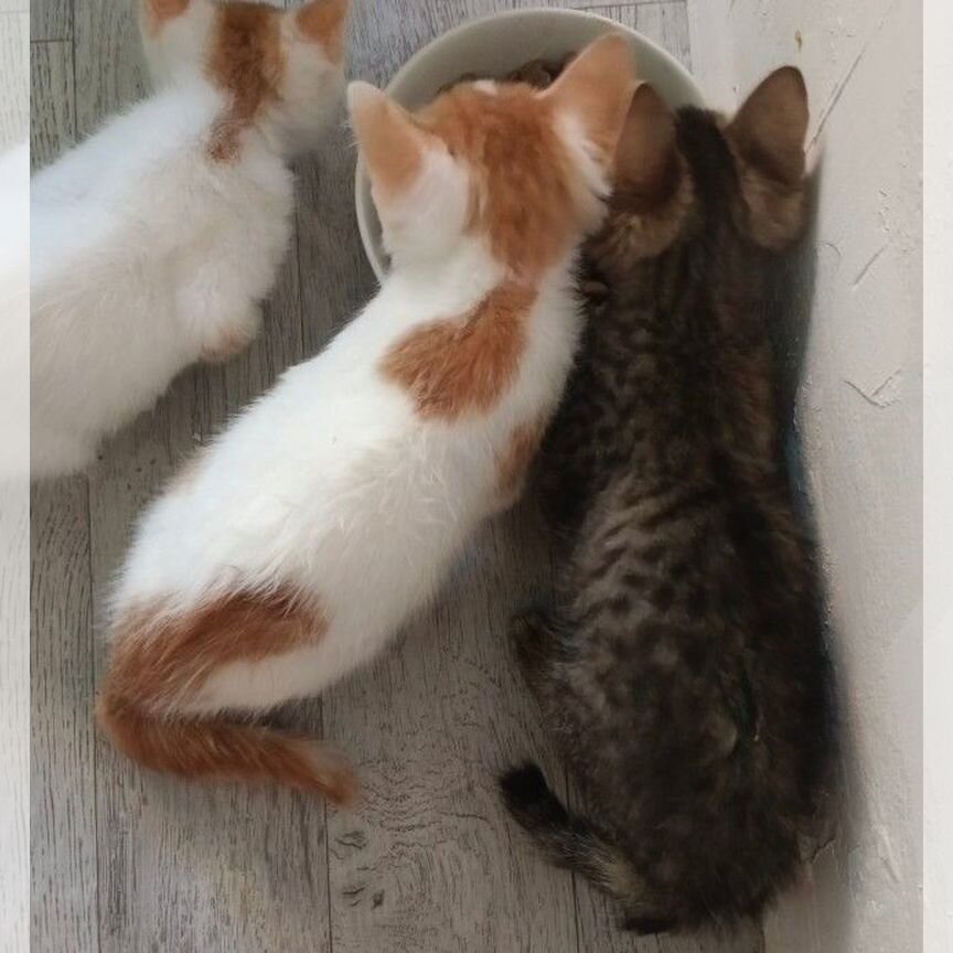 Котята 4 месяца