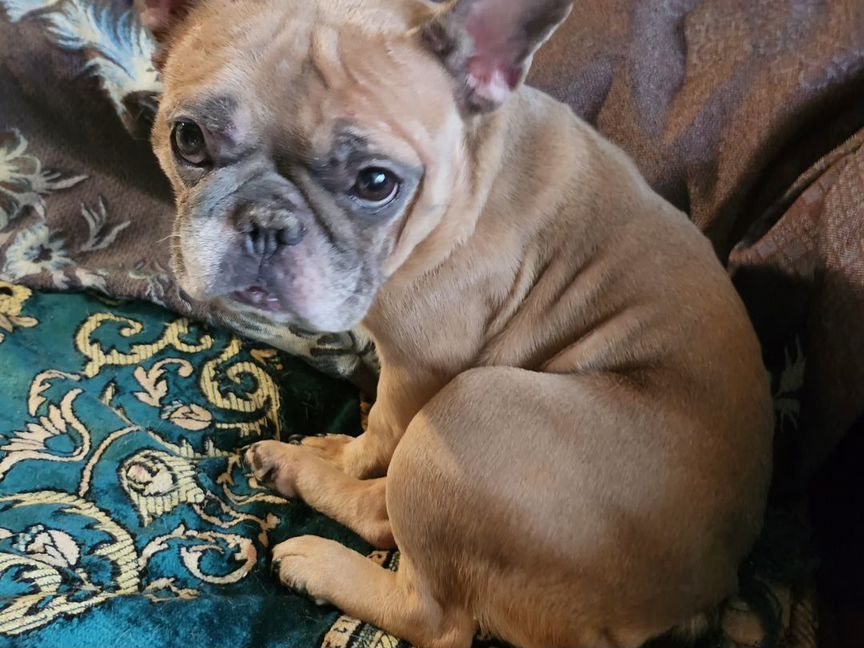 Французский бульдог девочки