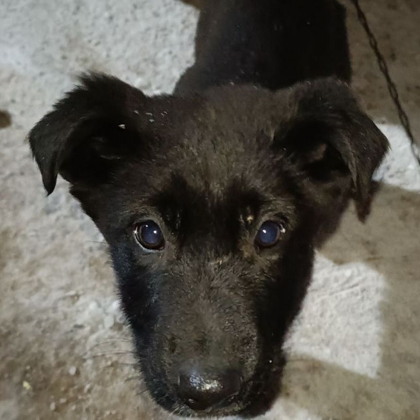 Щенки от немки