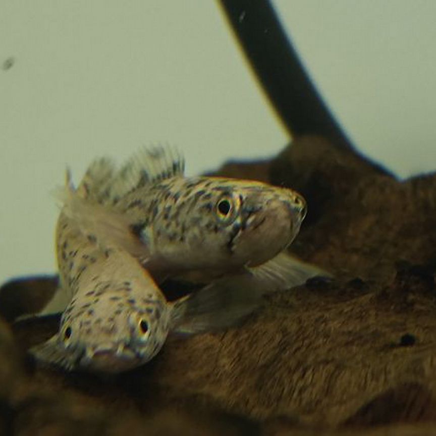 Змееголов Лимбата гранит