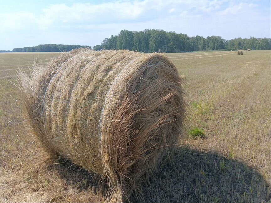 Сено в рулонах 2023