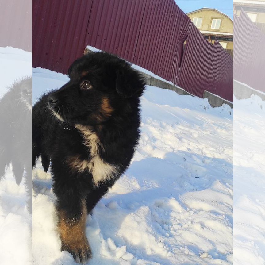 Щенок в добрые руки