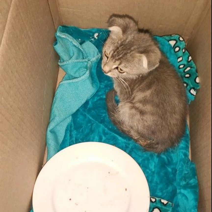 Котенок в дар