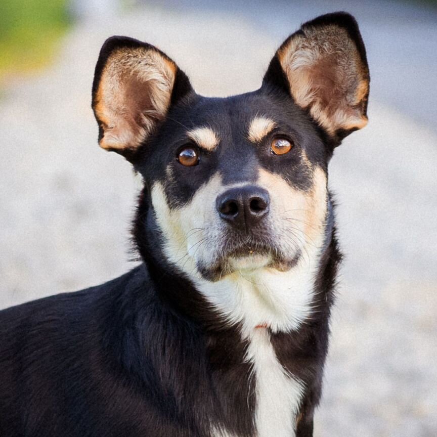Небольшая молоденькая девочка из приюта ищет дом