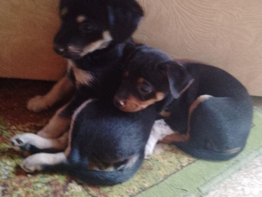 Той-терьер щенки