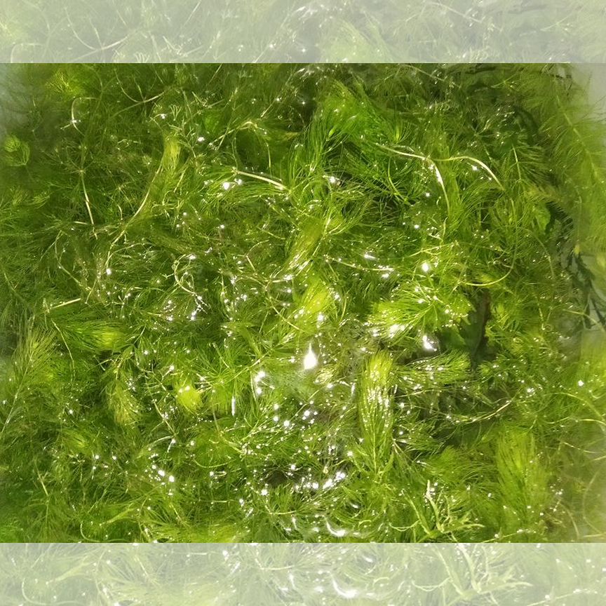 Аквариумные водоросли