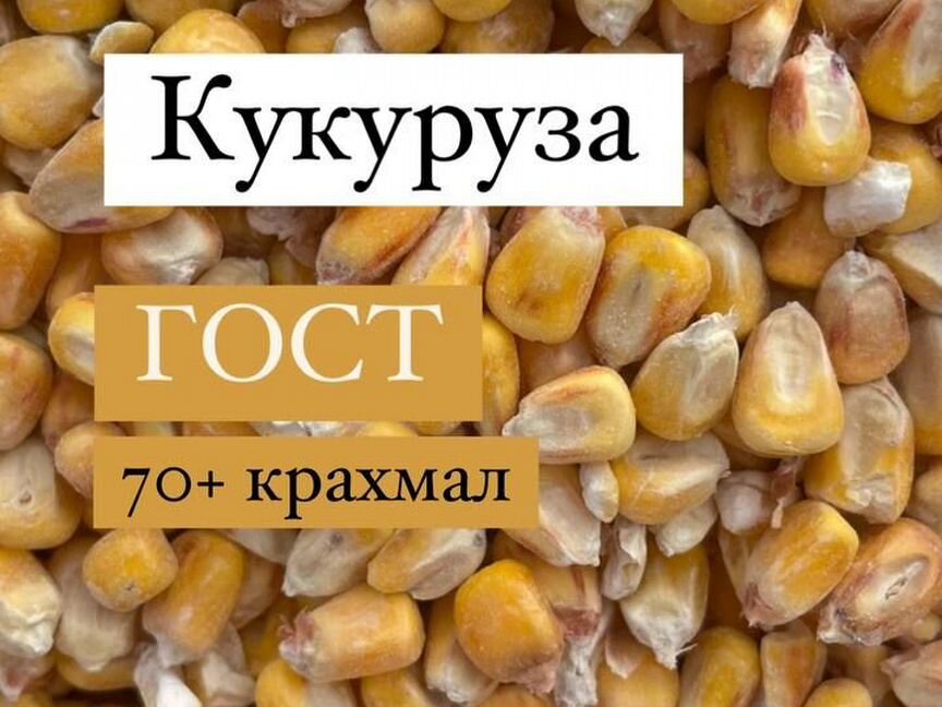Кукуруза фуражная