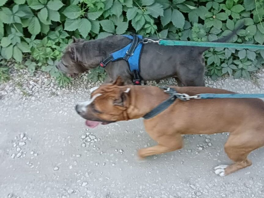 Амстаффы голубые и палевые