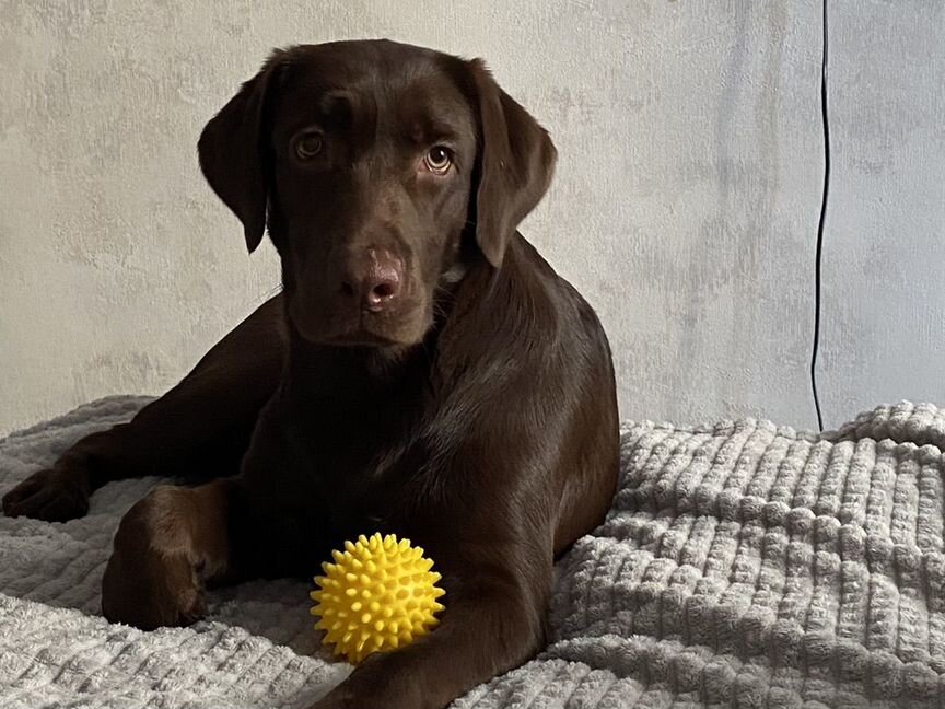 Лабрадор девочка 6 месяцев