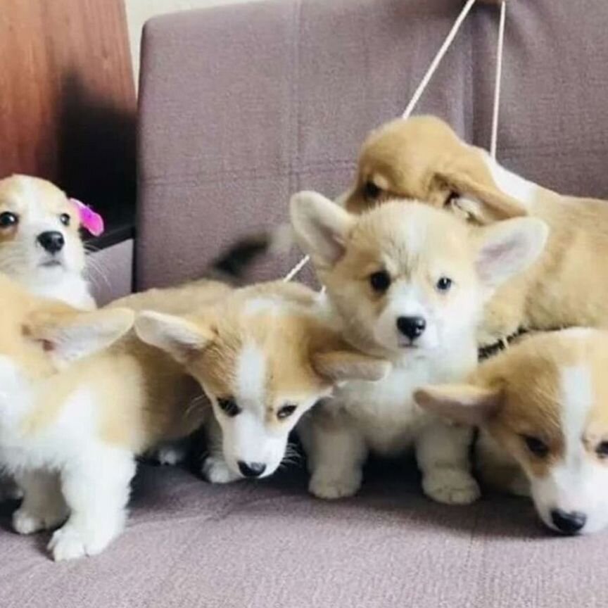 Щенки Вельш Корги пемброк