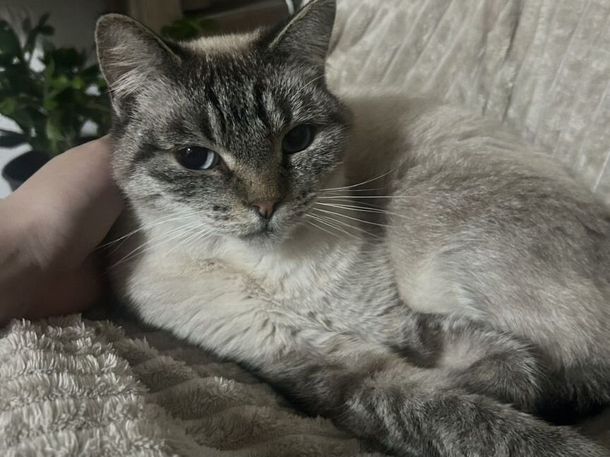 Котик ищет себе новый дом. Отдадим даром