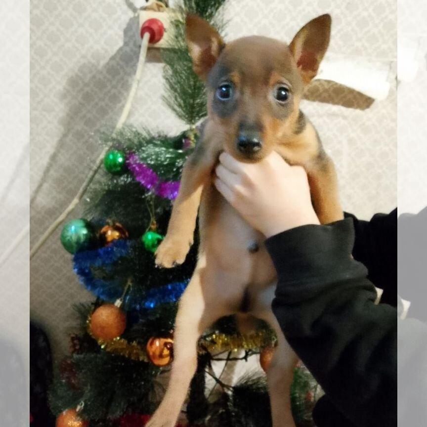 Цвергшнауцер, щенок