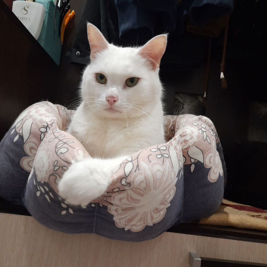 Белоснежный кот в добрые руки