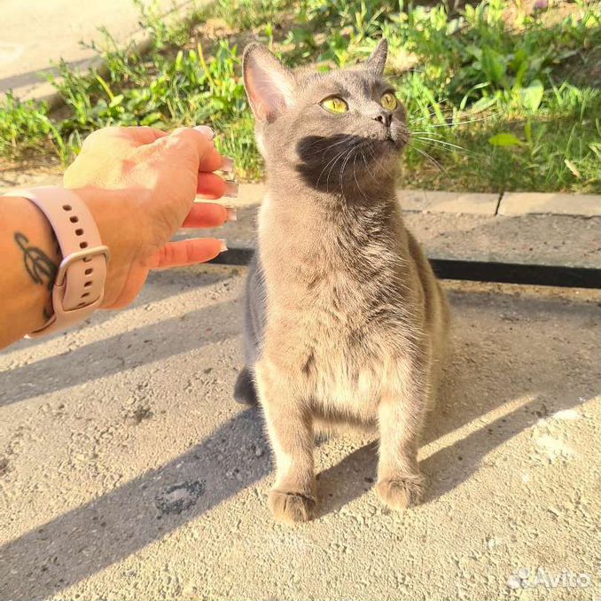 Ласковая кошечка или котята