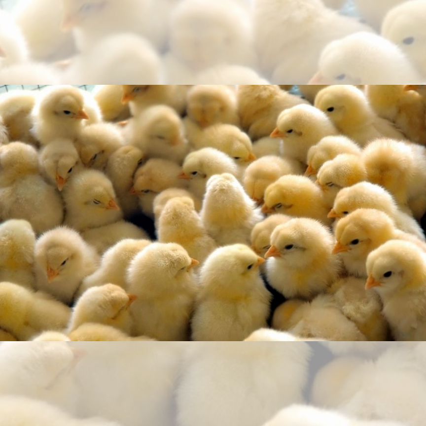 Цыплята бройлеры