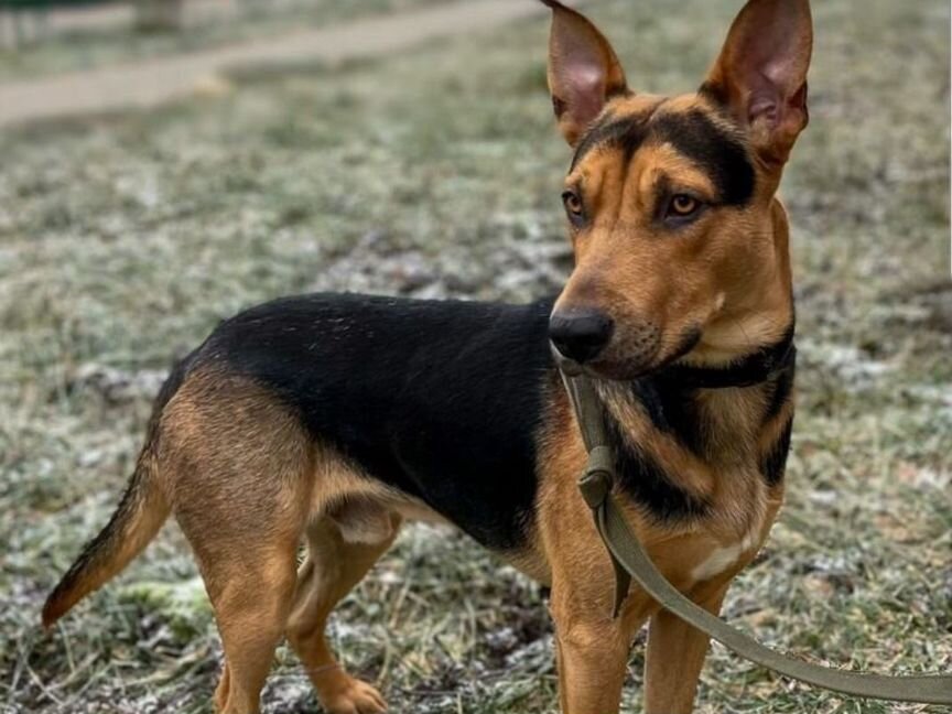 Рокки ищет дом и доброе сердечко