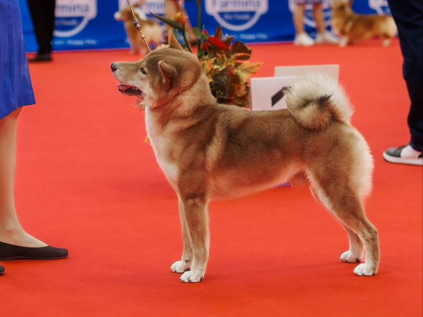 Вязка сиба ину интерчемпион