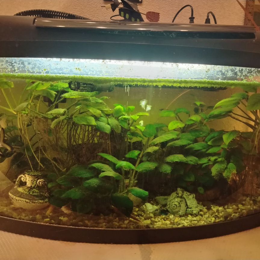 Растения для аквариума