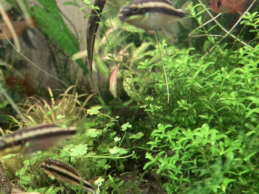 Пельвикахромис пульхера, Анциструс