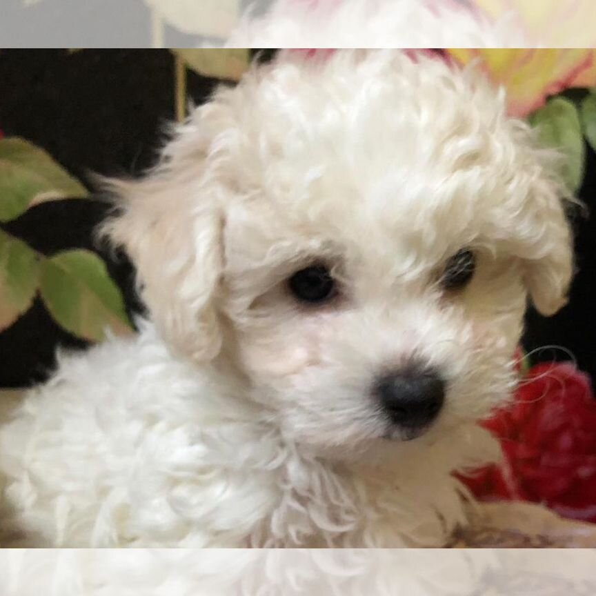 Бишон фризе, щенок