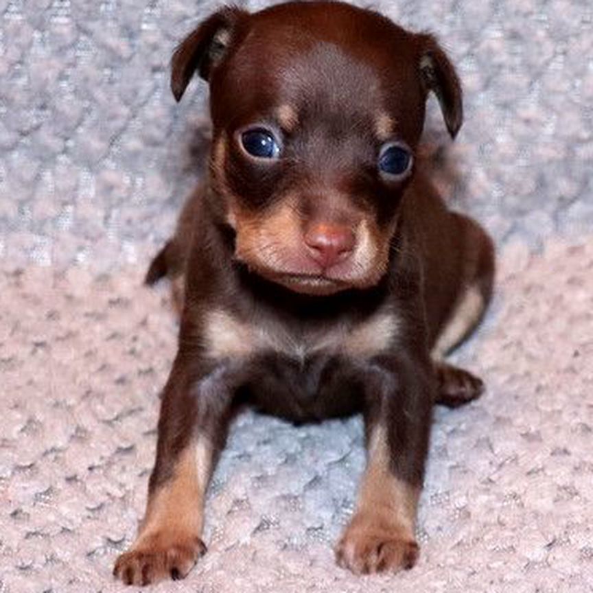 Русский той-терьер, щенок