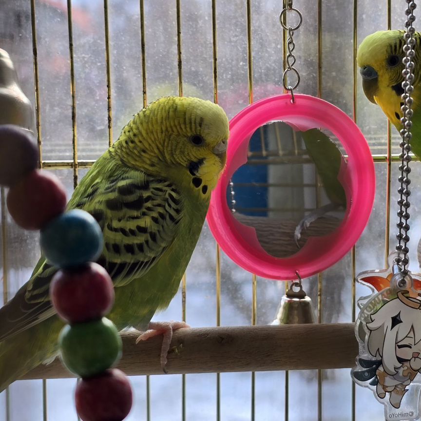 Волнистый попугай, молодая пара   клетка