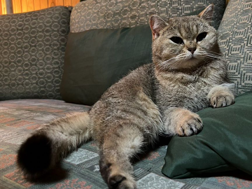 Кошка По имени Зайка