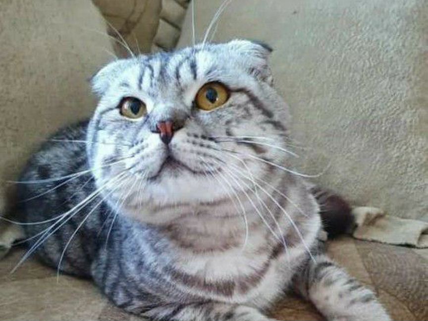 Шотландский кот бесплатно