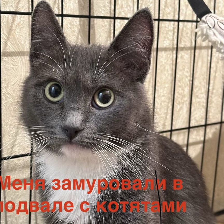 Взрослая кошка в добрые руки