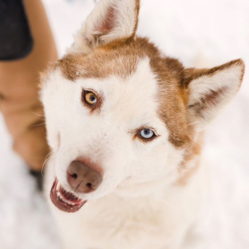 Хаски Пейп ищет дом
