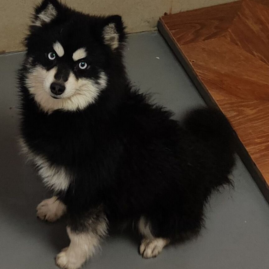 Помски, щенок