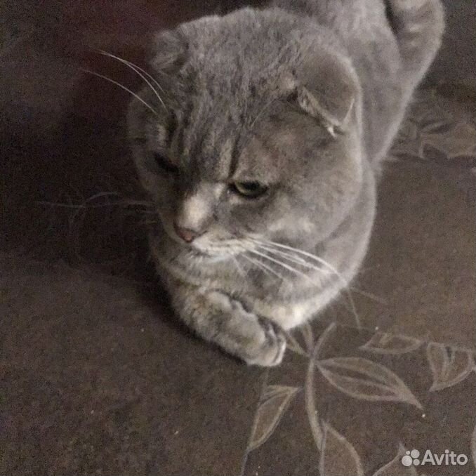 Кот шотландец найден