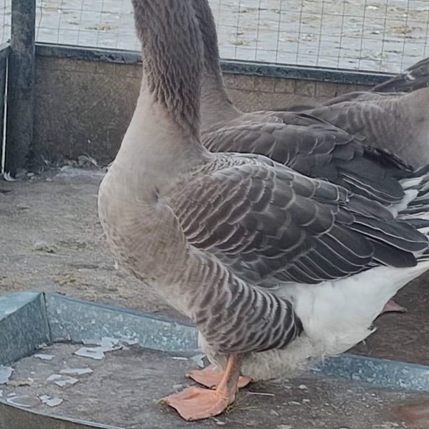 Тулузские гуси