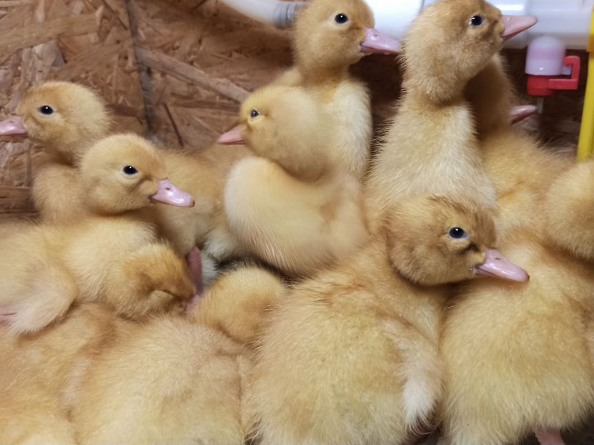 Суточные или подрощеные утята черри-велли
