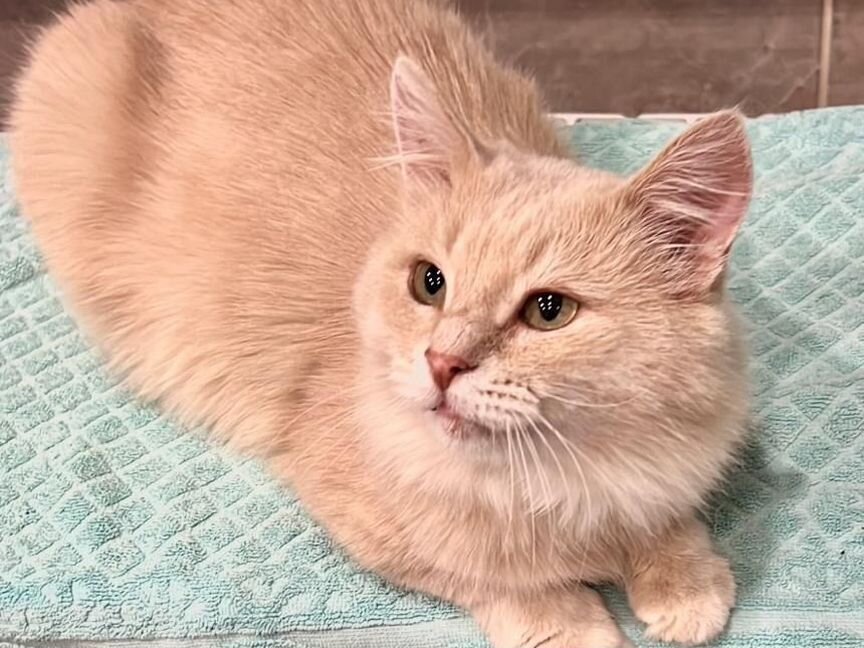 Кот Персик