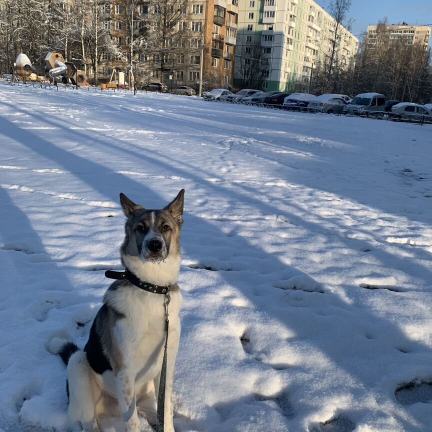 Отдам собаку в добрые руки