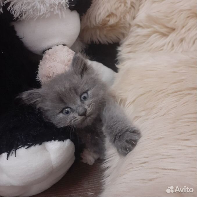 Котенок серый мальчик