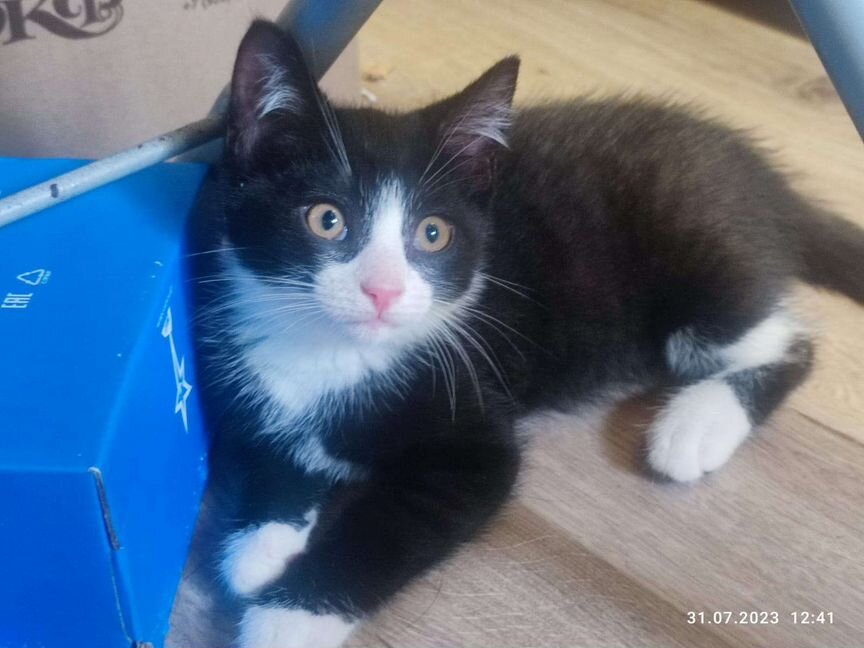 Котята 3 месяца