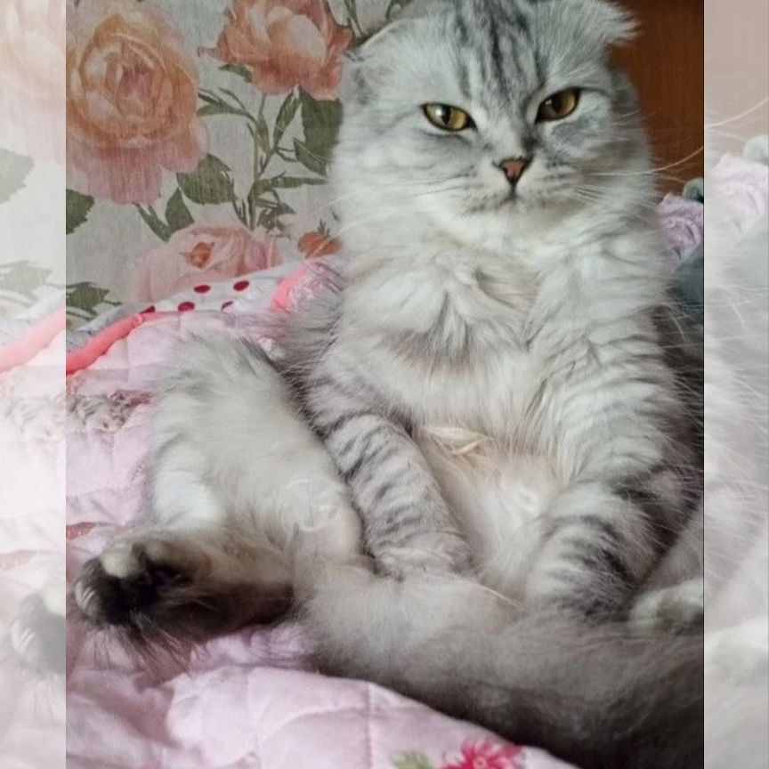 Шотландская вислоухая длинношёрстная кошка, вязка