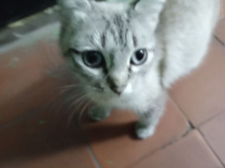 Пристраиваются котята и кошка, подкидыши