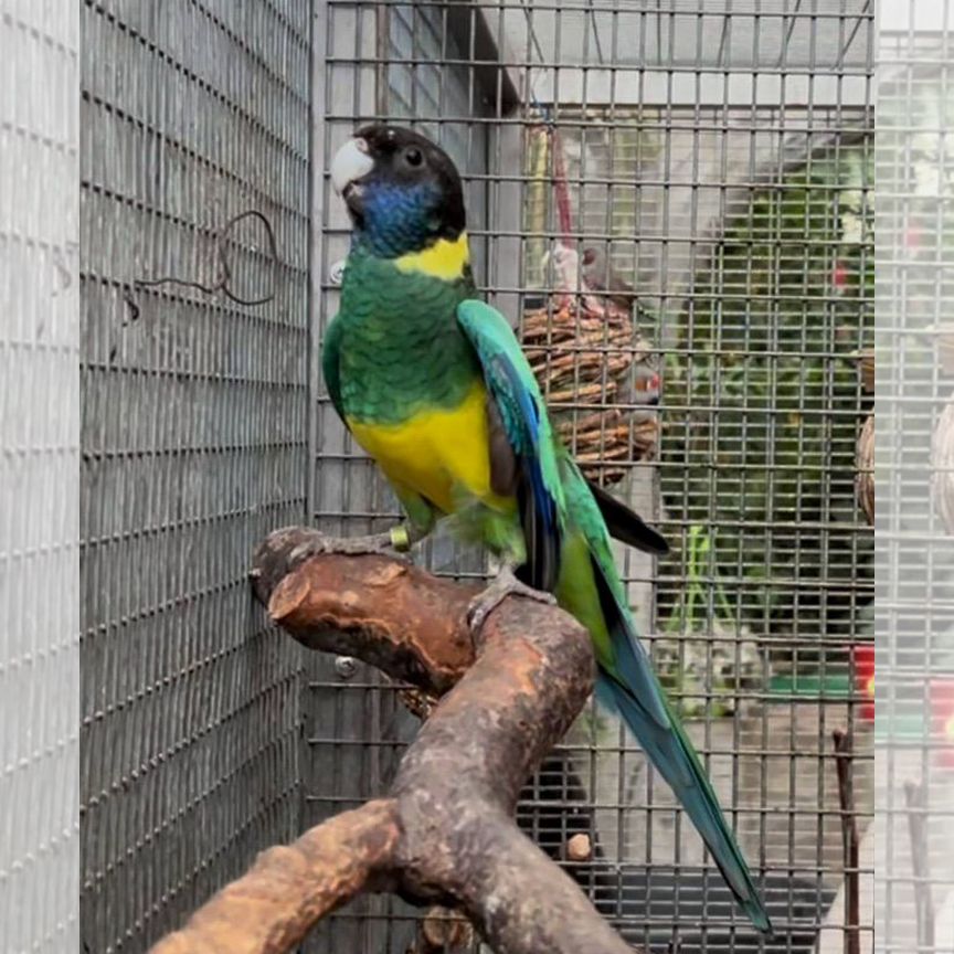 Воротничковая розелла