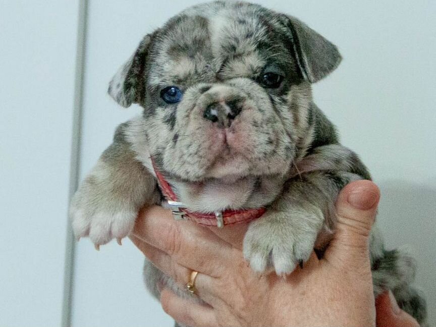 Ищем дом и семью для нашей красоты