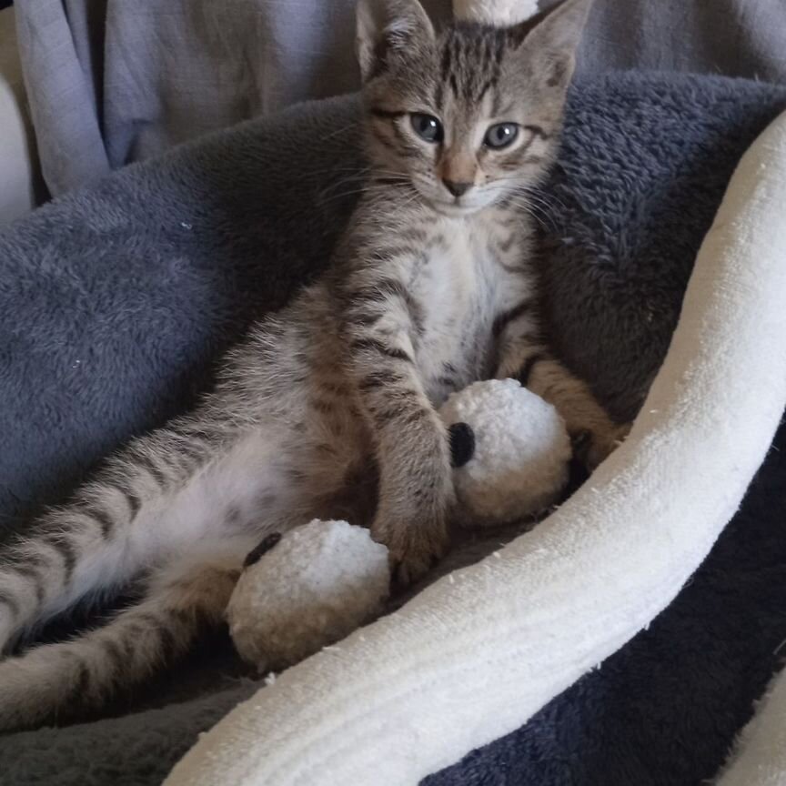 Котенок девочка в добрые руки